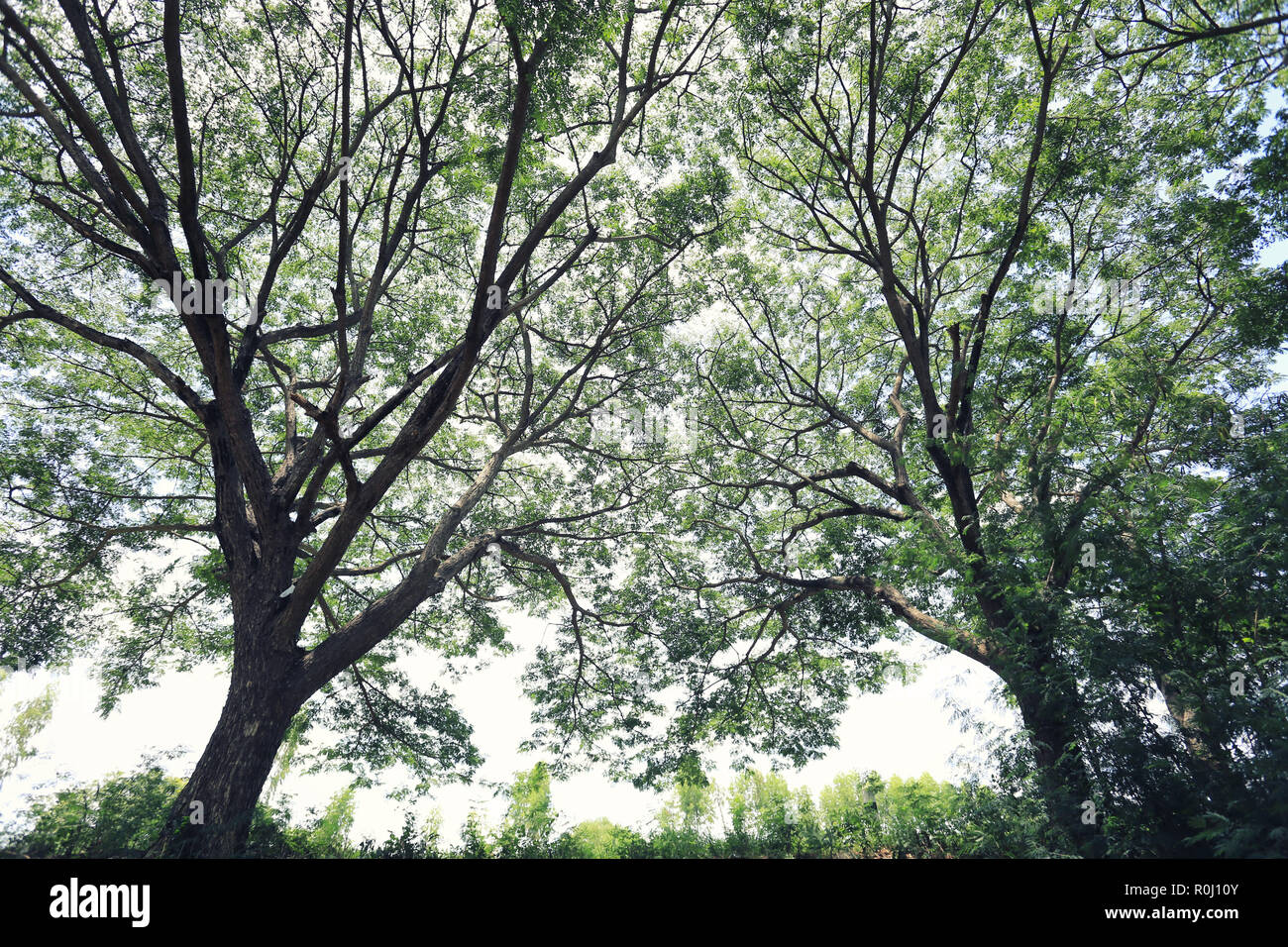 View under big tree in the garden for design in your work nature ...