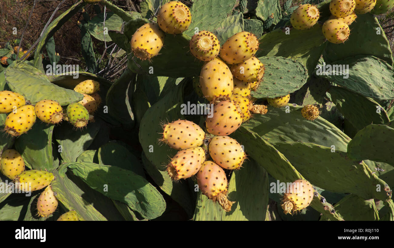 The edible fruit known as prickly pear or cactus fruit of Opuntia ficus ...