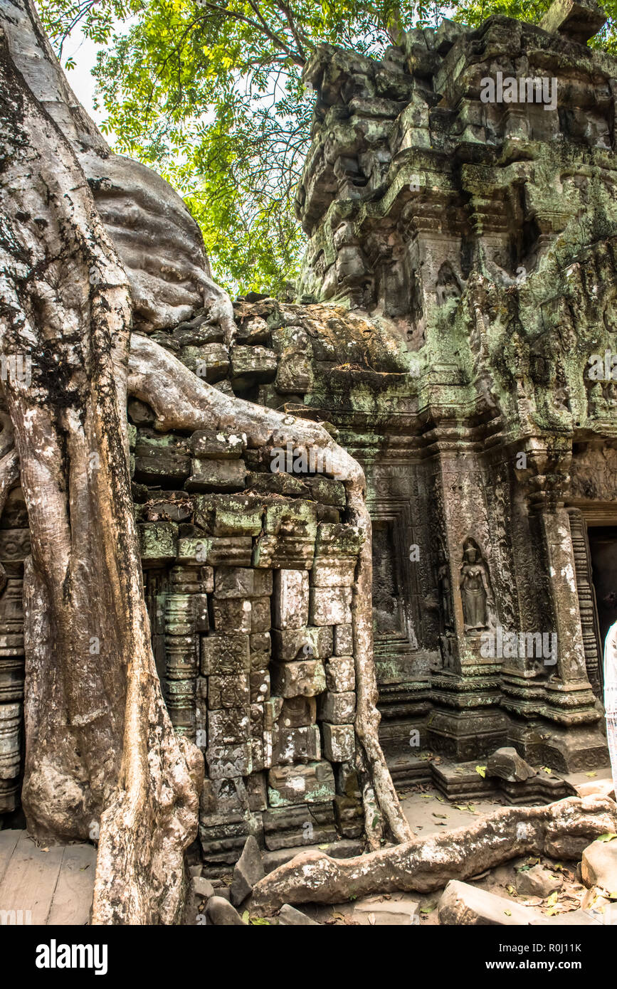 Giant tree and roots in temple Ta Prom Angkor wat Stock Photo - Alamy