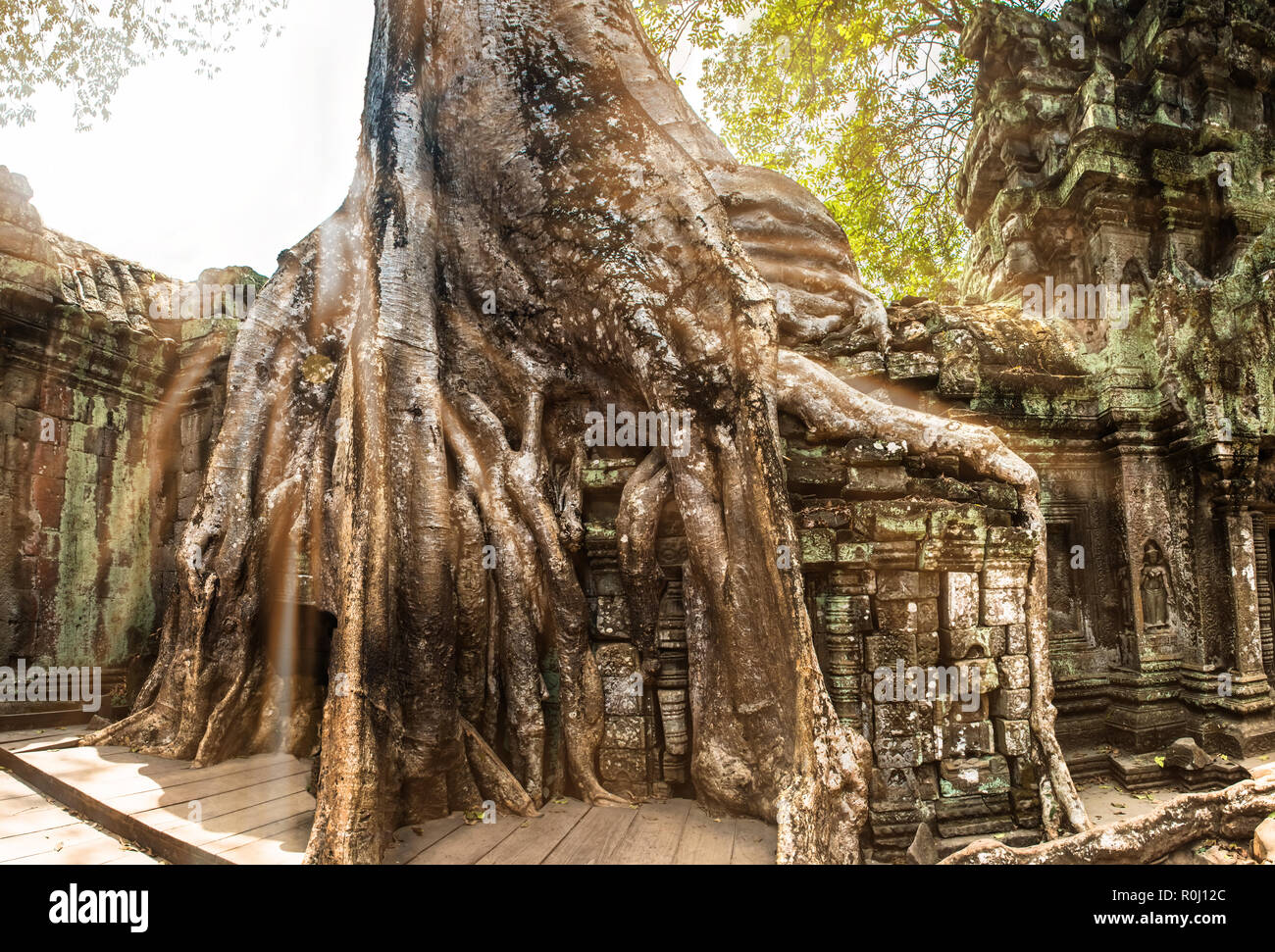 Giant tree and roots in temple Ta Prom Angkor wat Stock Photo - Alamy