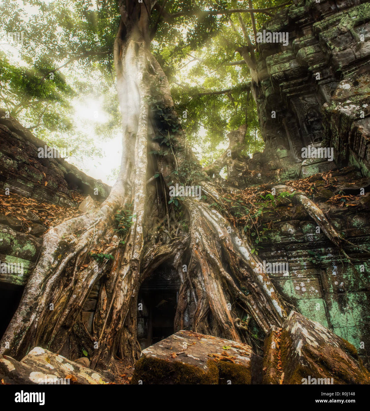 Giant tree and roots in temple Ta Prom Angkor wat Stock Photo - Alamy