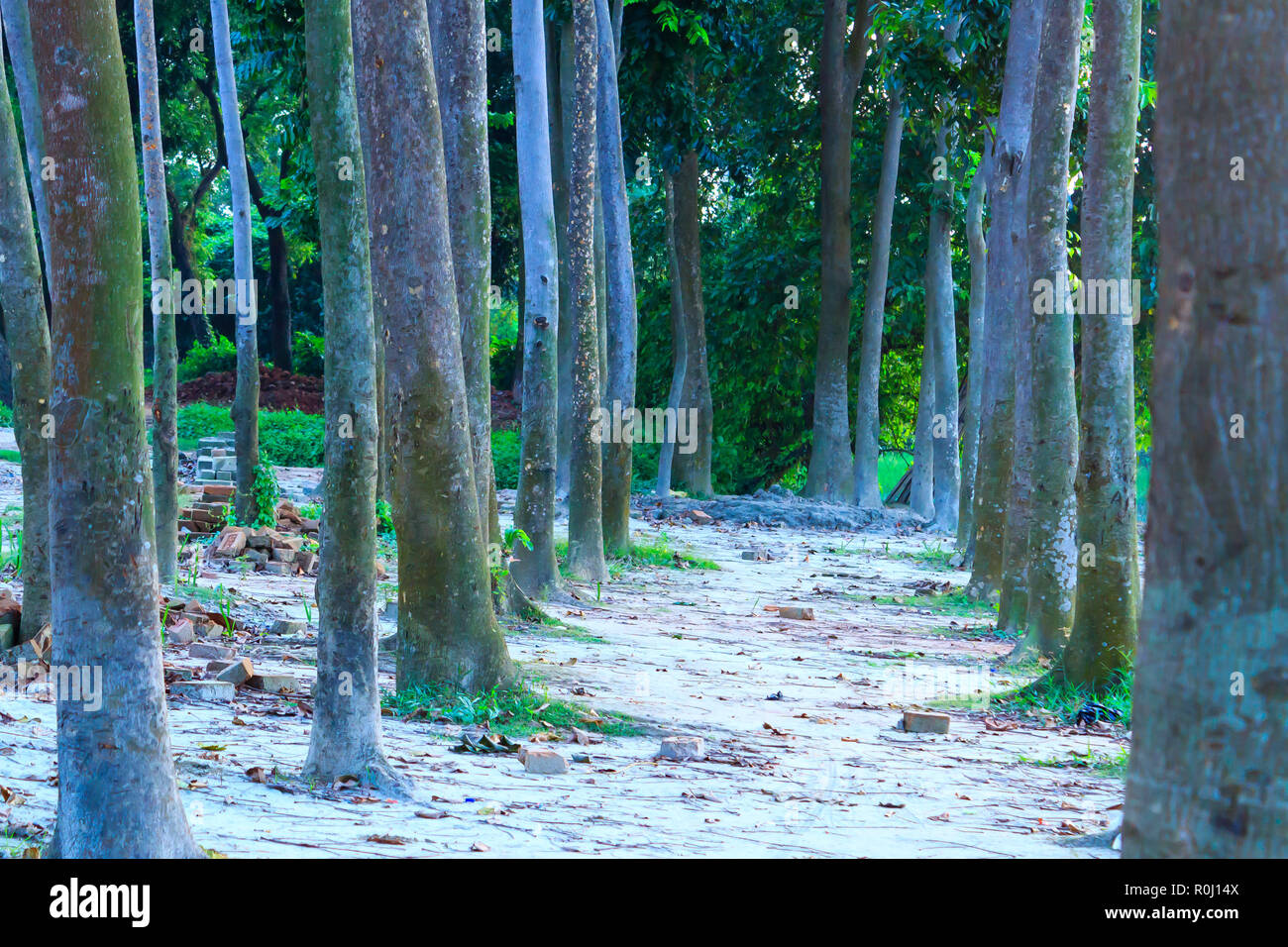 Rural road lined by oak trees. Walkway in the park with trees forest ...