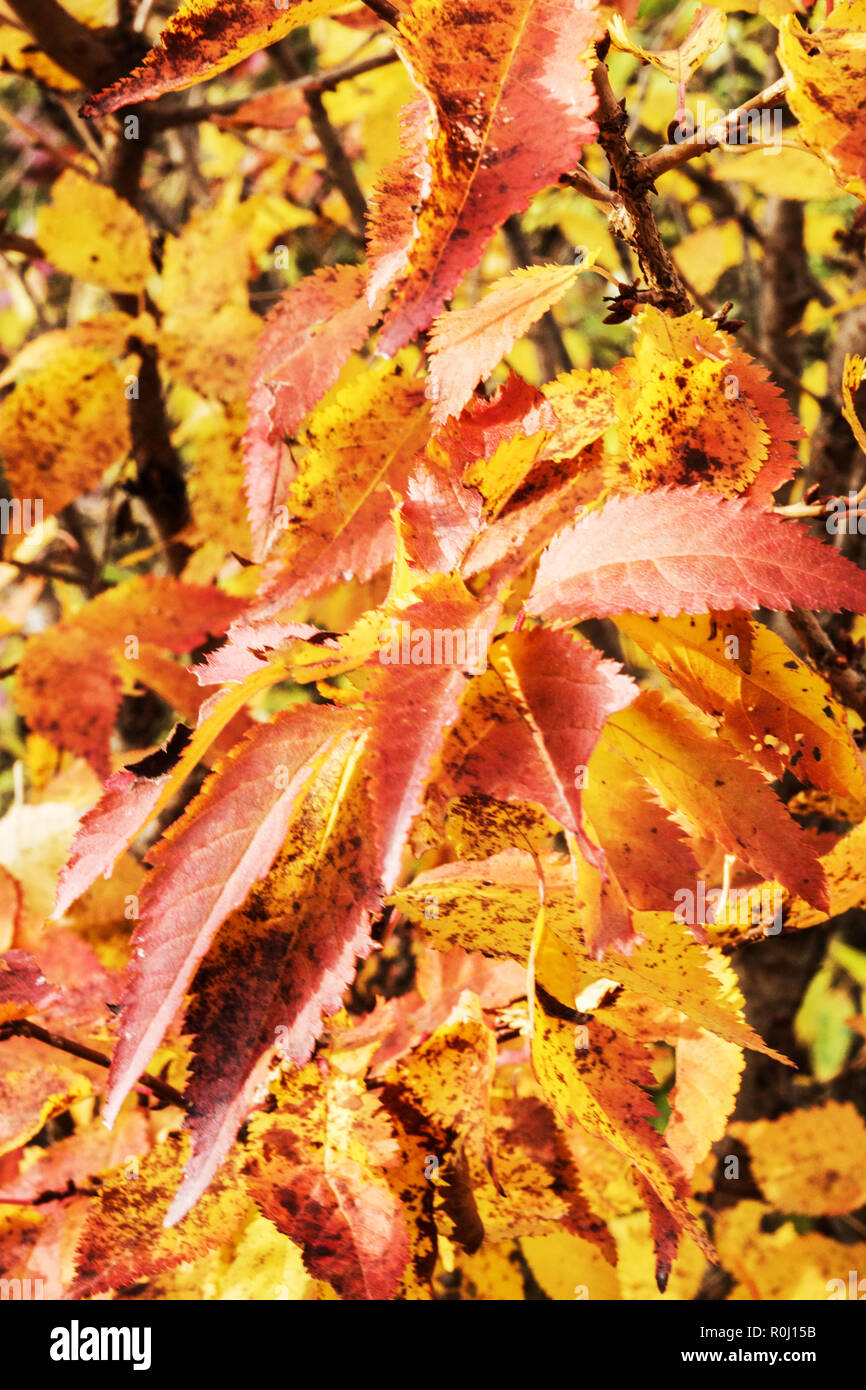 Prunus kurilensis 'Brillant', autumn Stock Photo - Alamy