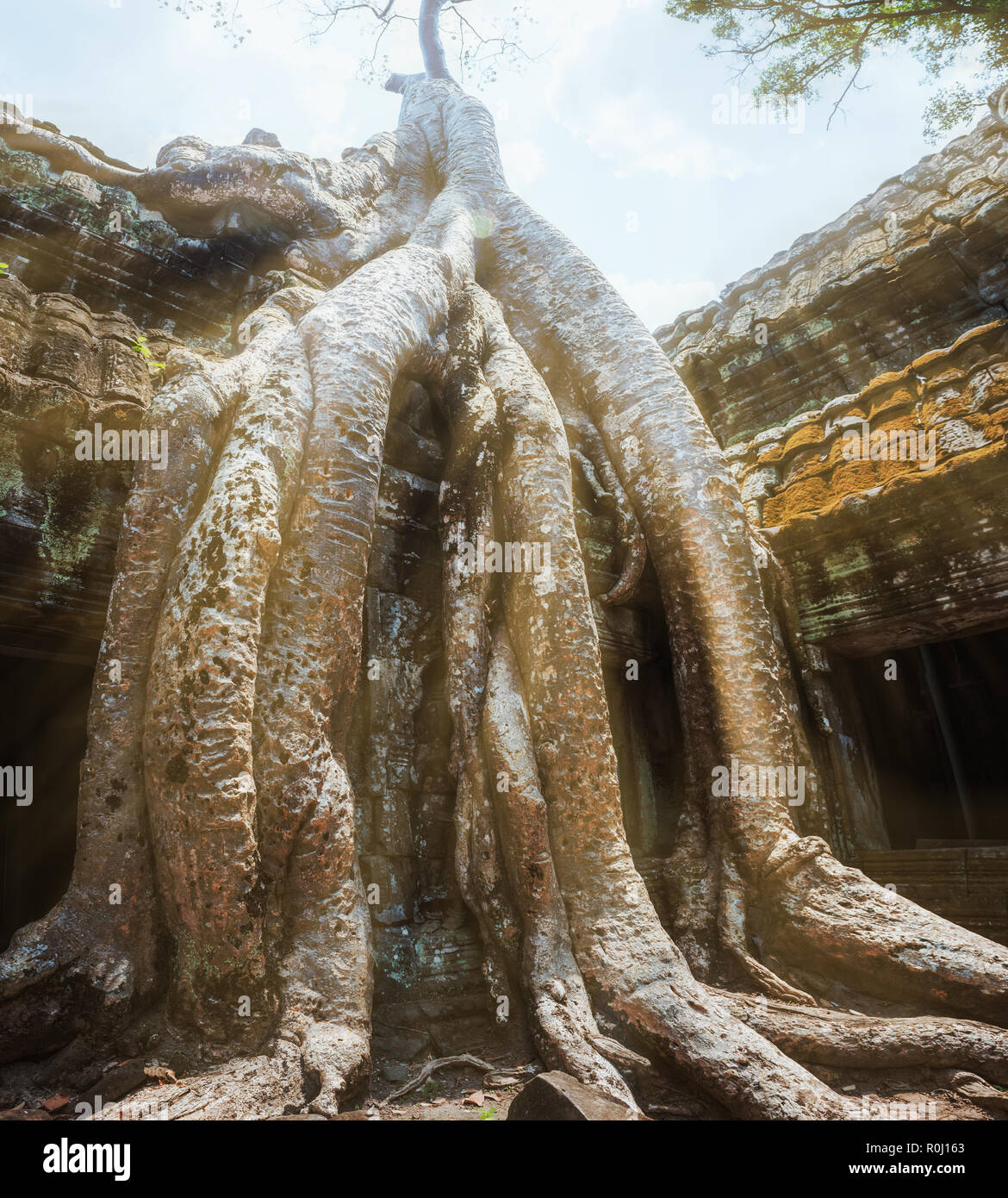 Angkor wat ta tree roots hi-res stock photography and images - Alamy