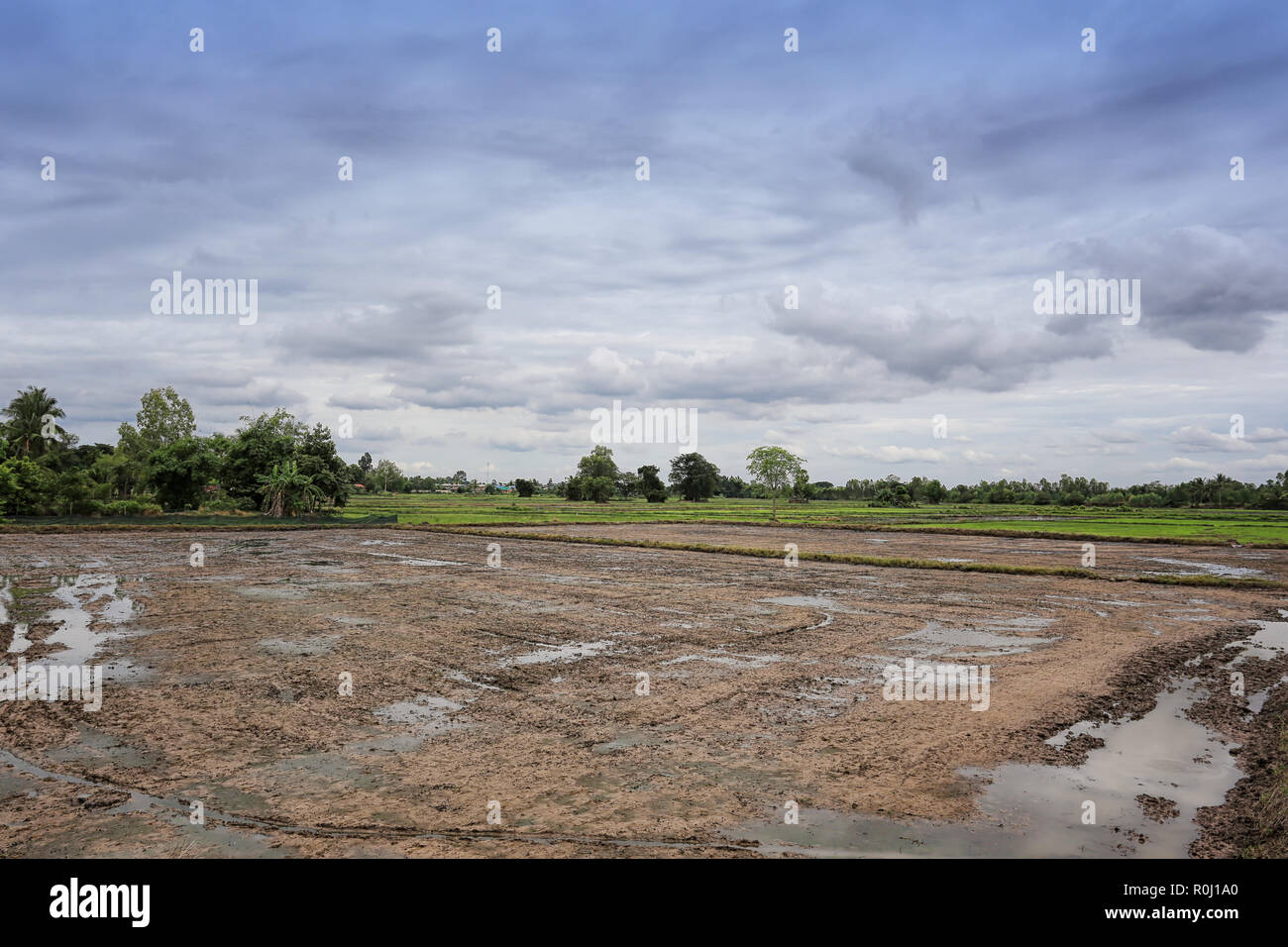 Land and Rice seedling field in the daytime of planting start in ...