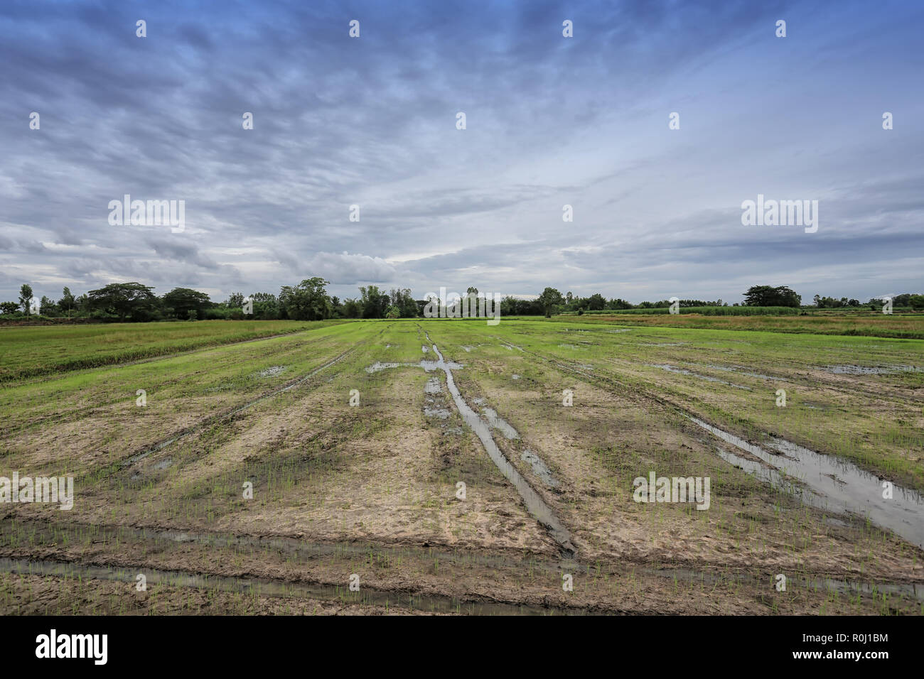 Land and Rice seedling field in the daytime of planting start in ...