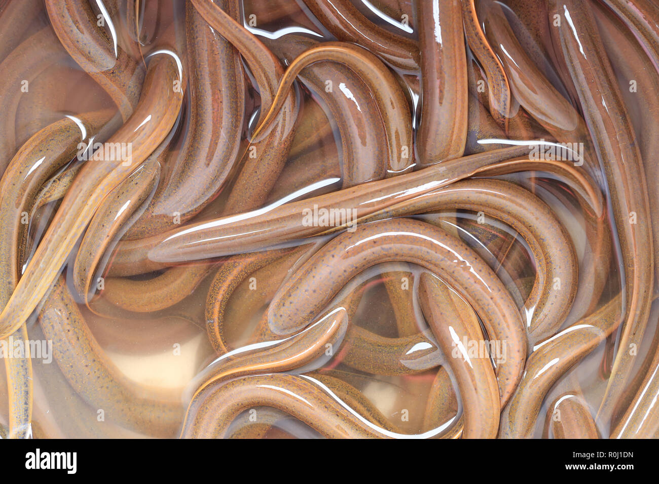 Synbranchidae hi-res stock photography and images - Alamy