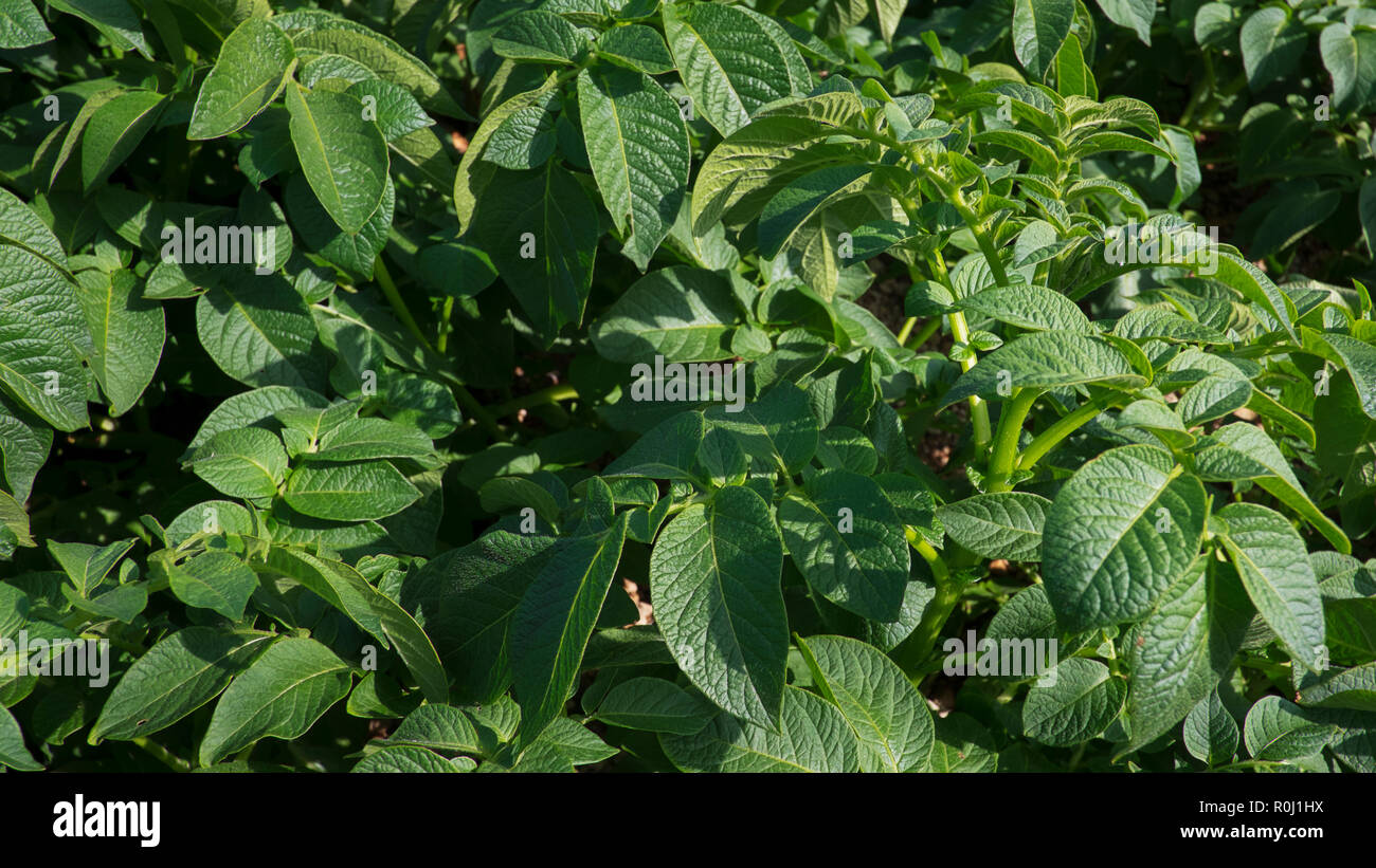 Tuberous crop hi-res stock photography and images - Alamy