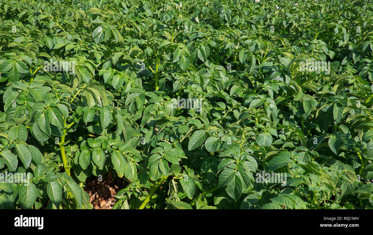 Field of green potato plants cultivated for their tuberous crop, a ...