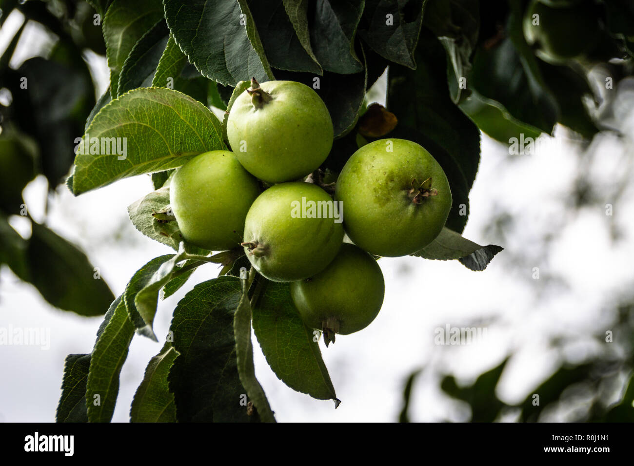 Young, green Apples on a Tree Stock Photo - Alamy
