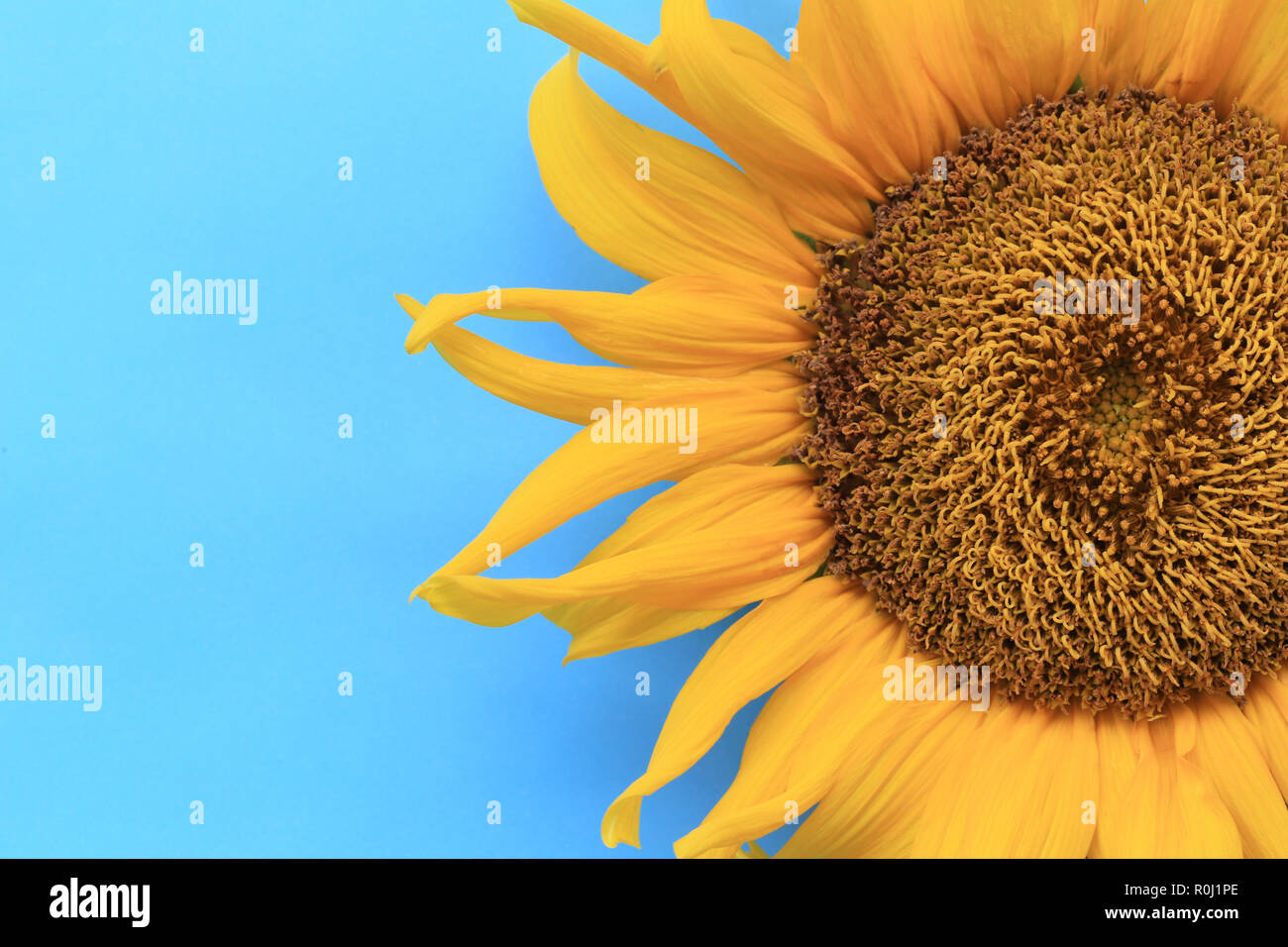 Sunflowers are blooming on blue background and have copy space for ...