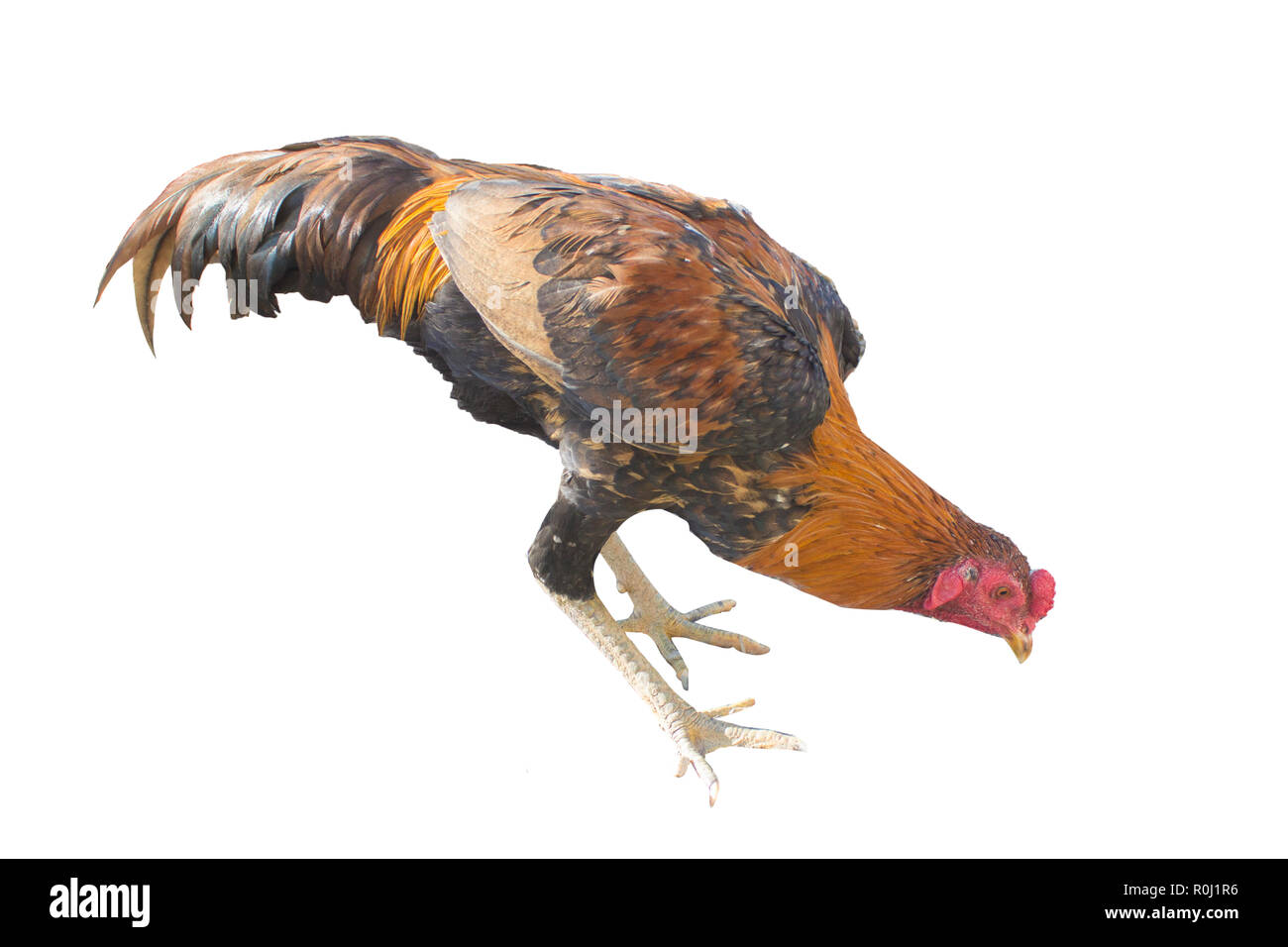 chicken, duck and goose poulty Stock Photo - Alamy