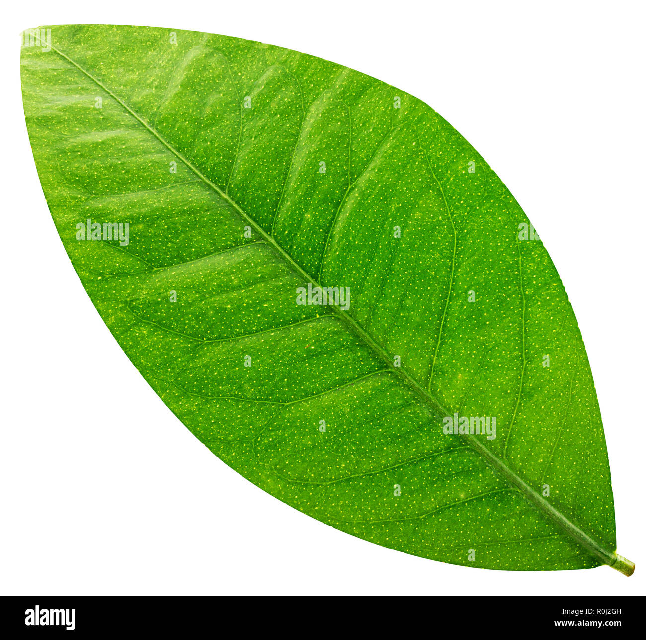 Citrus fruit leaf, lemon, orange, greipfruit, sweetie isolated on white ...