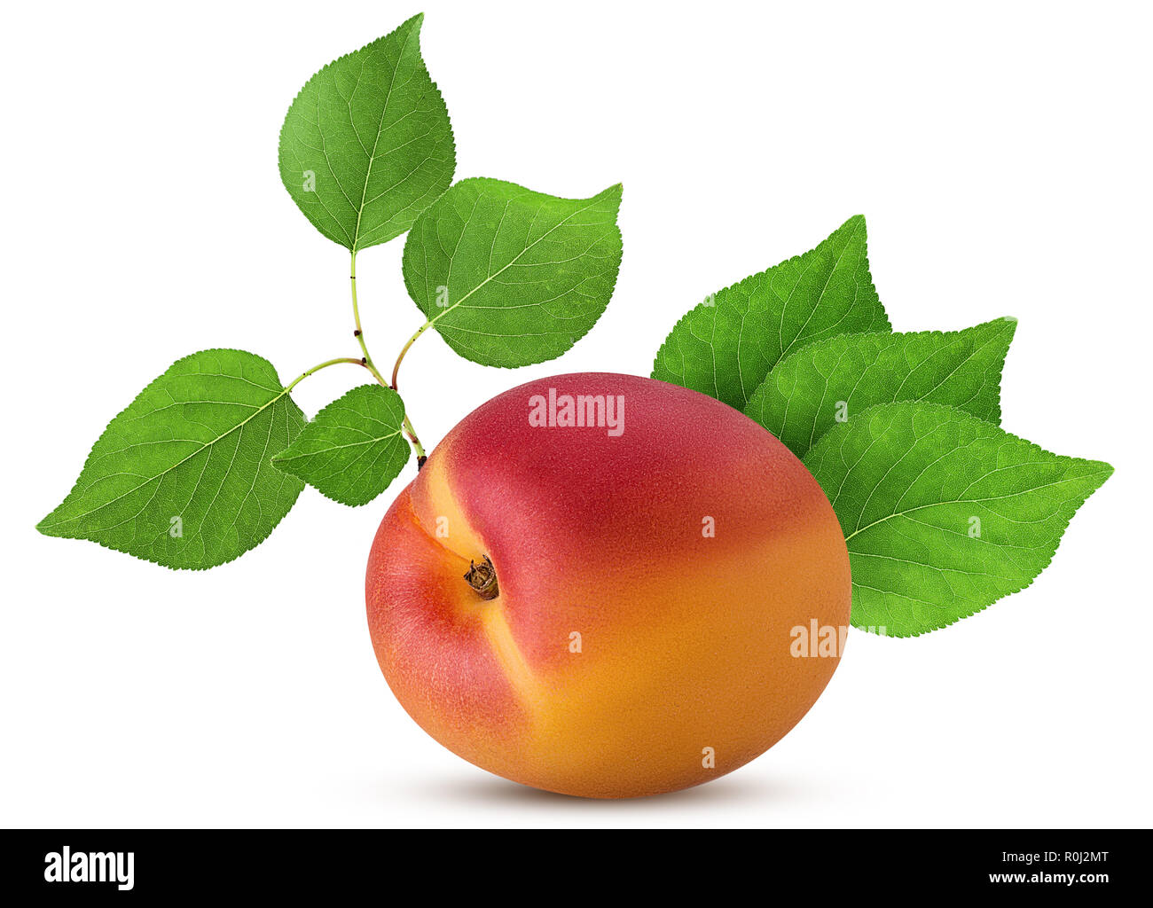 Fresh ripe apricot with leaf isolated on white background. Clipping ...