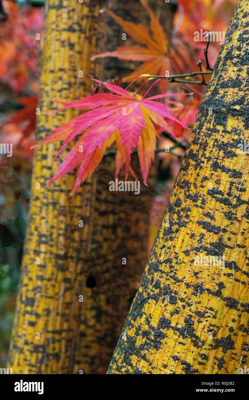 Snakebark maple hi-res stock photography and images - Alamy