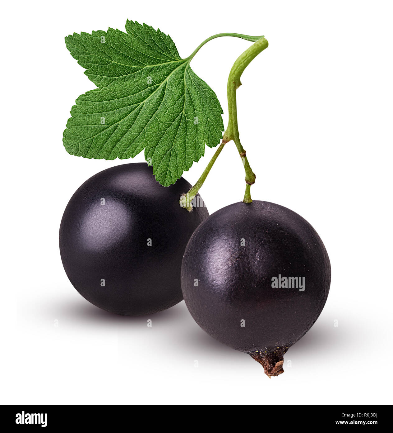 Two ripe blackcurrant with leaf isolated on white background. Clipping ...