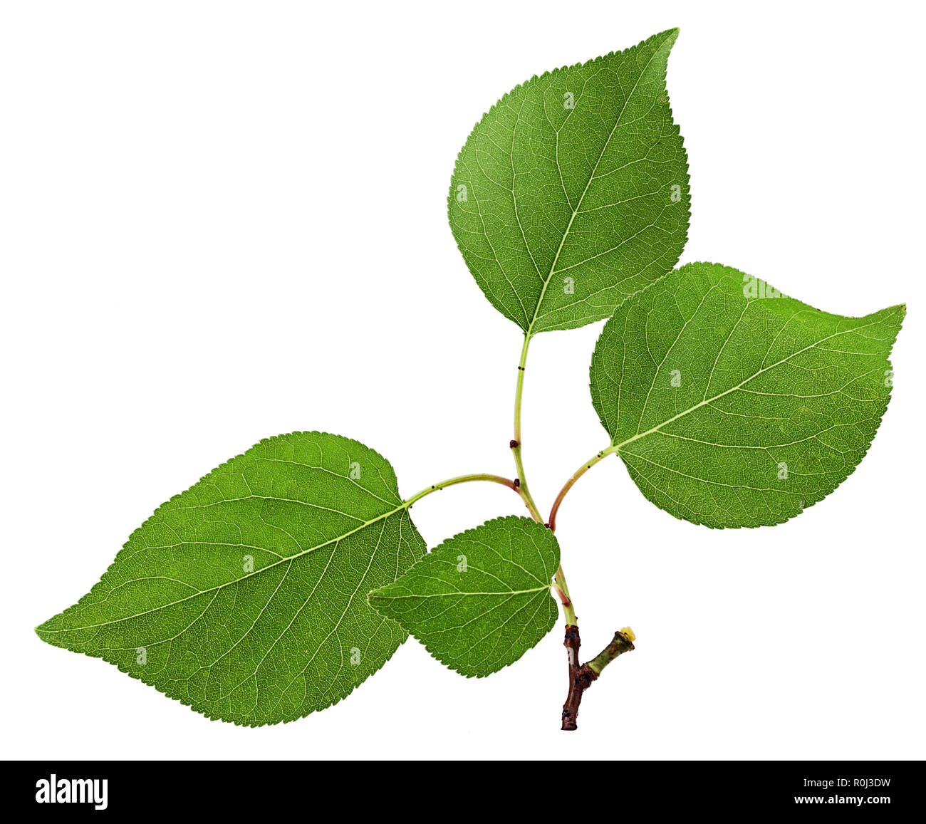 Apricot leaf isolated on white background. Clipping Path. Full depth of ...