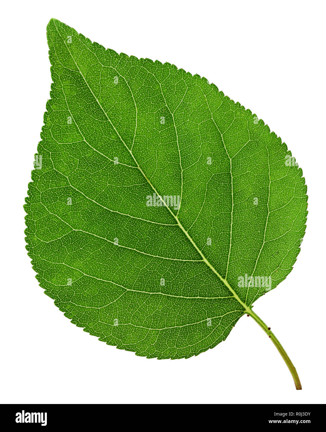 Apricot leaf isolated on white background. Clipping Path. Full depth of ...