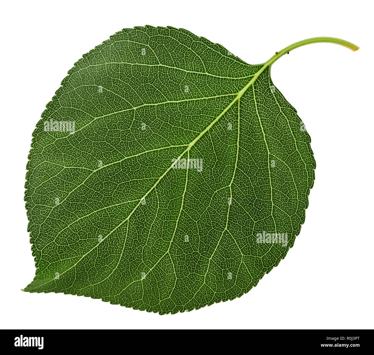 Apricot Leaf