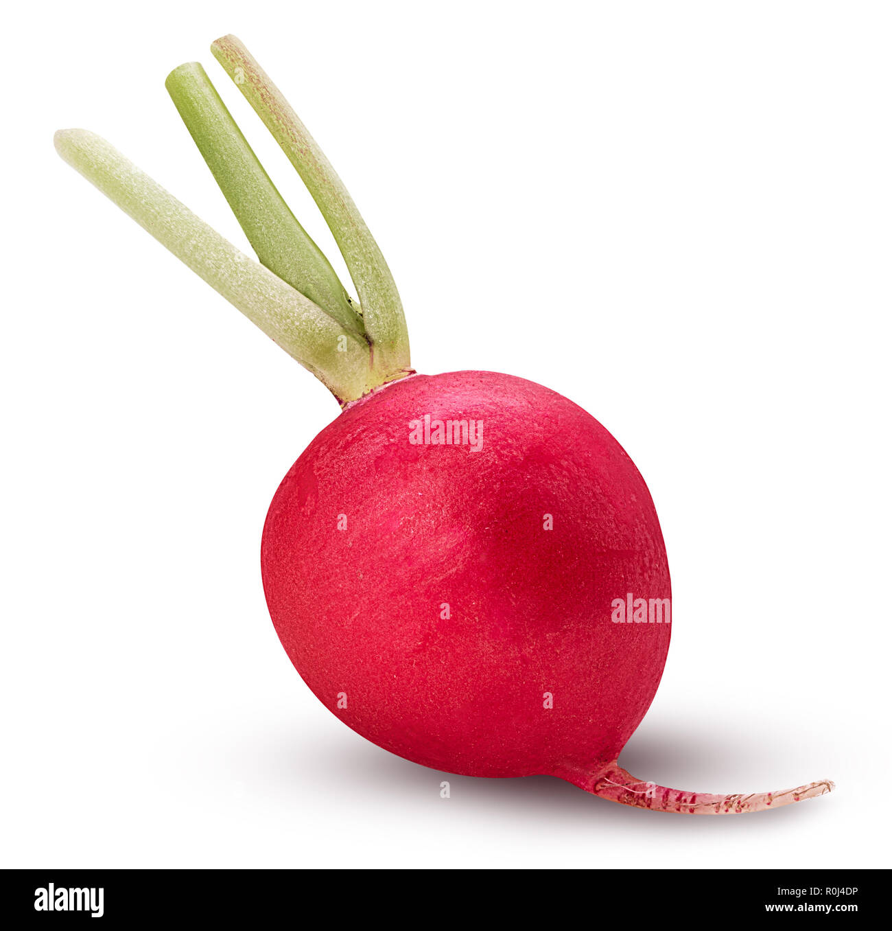 Fresh red radish isolated on white background. Clipping Path. Full ...