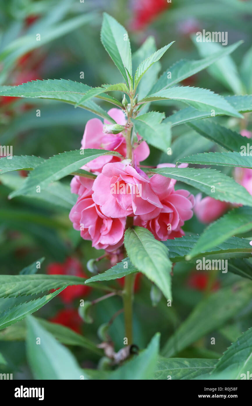 Pink garden balsam hi-res stock photography and images - Alamy