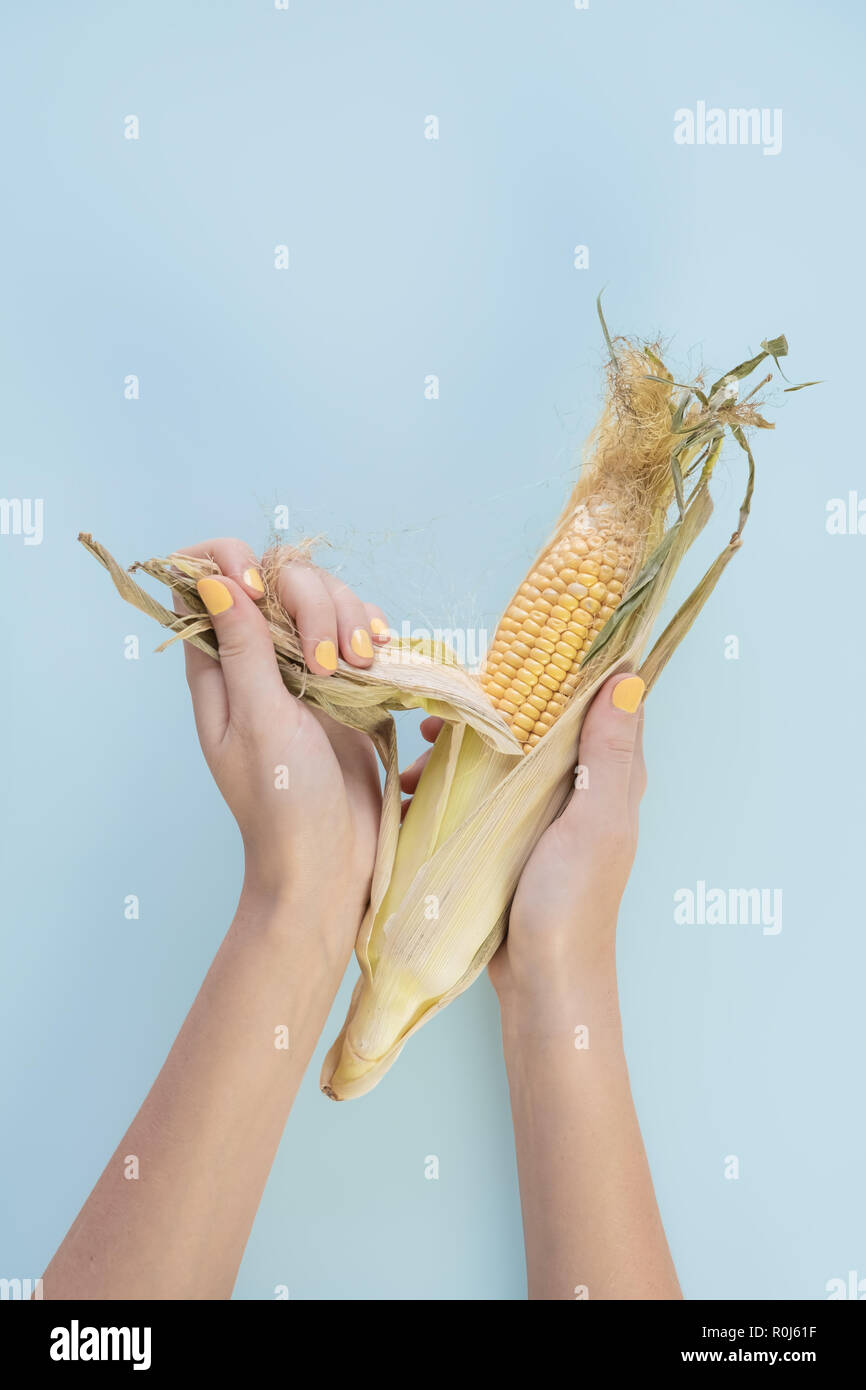 Corn cnob in female hands, pale blue background. Abstract image of ...