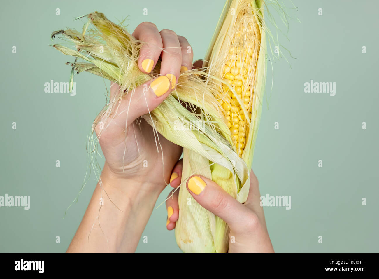 Corn cnob in female hands, pale green background. Abstract image of ...
