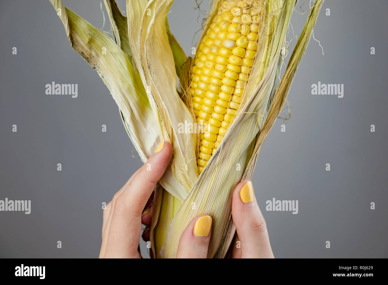 Female hands with a corn cnob. Abstract image of woman fingers with ...