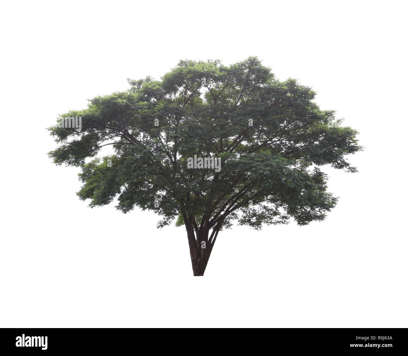 Green tropical tree isolated on white background Stock Photo - Alamy