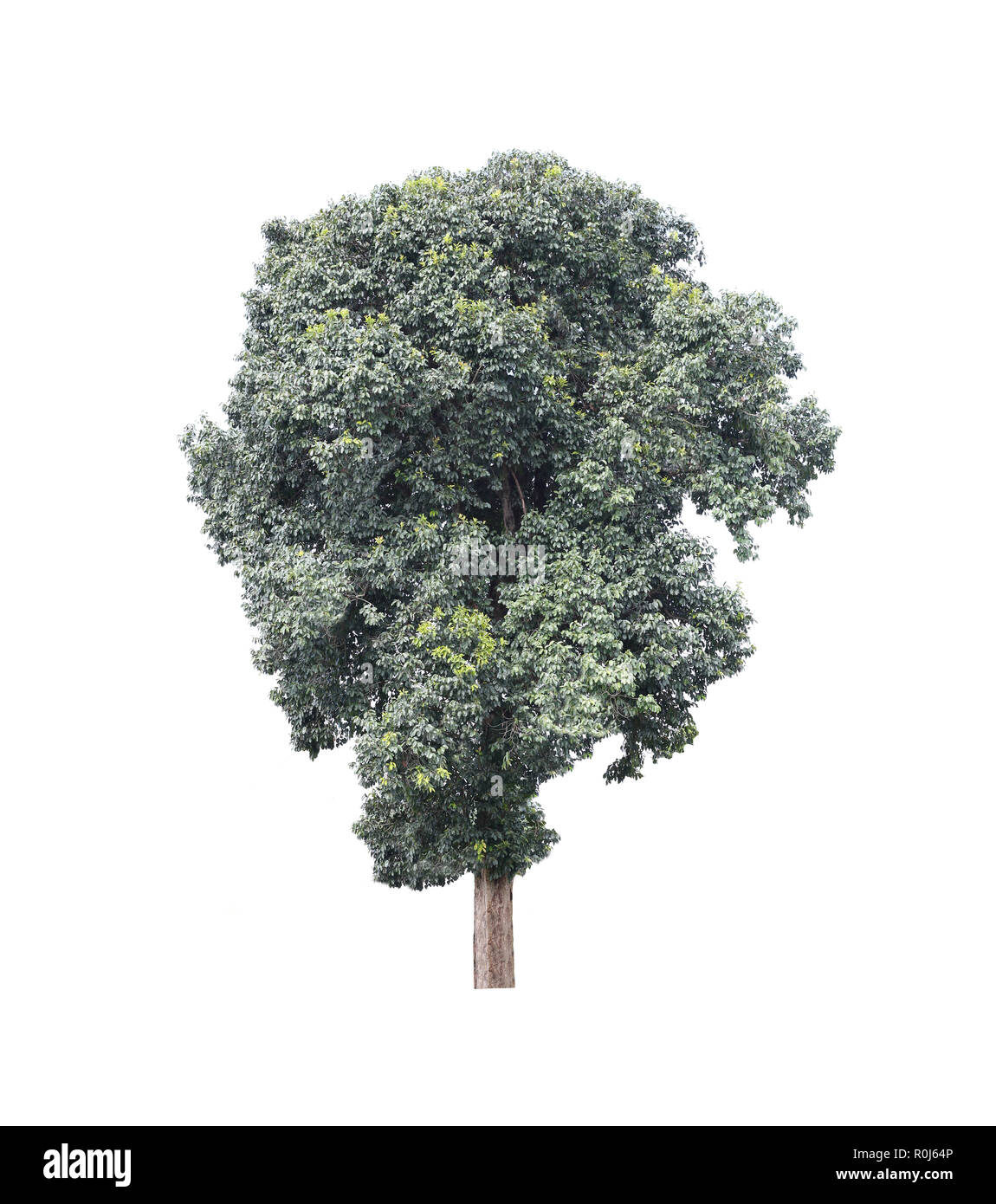 Green tropical tree isolated on white background Stock Photo - Alamy