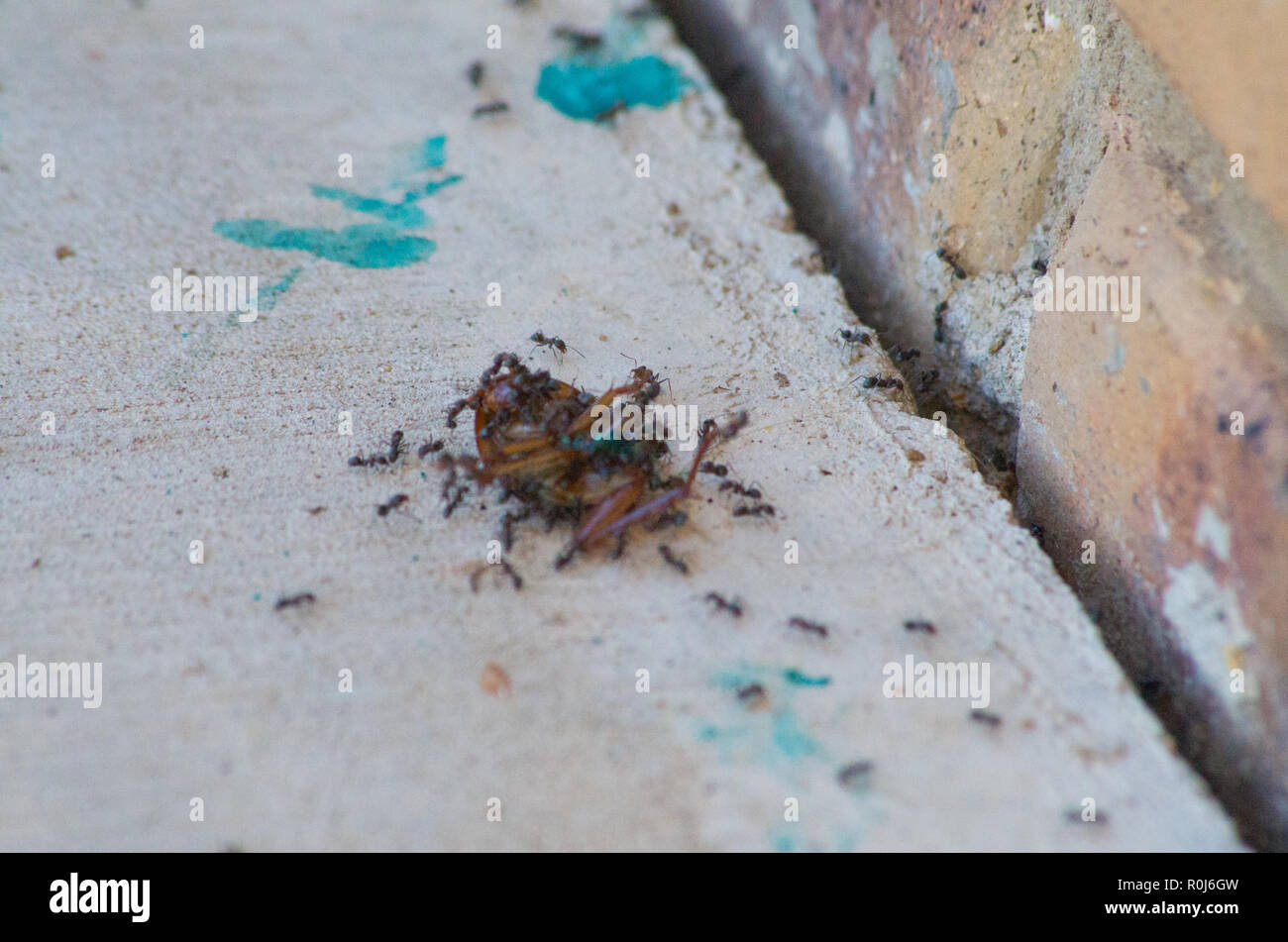 Cockroach poisoned with edible trap bait & squashed being eaten by ants ...