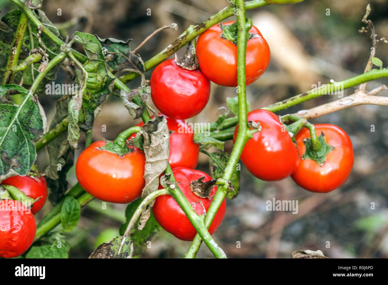 Cannibal's Tomato plant, Solanum uporo Stock Photo - Alamy