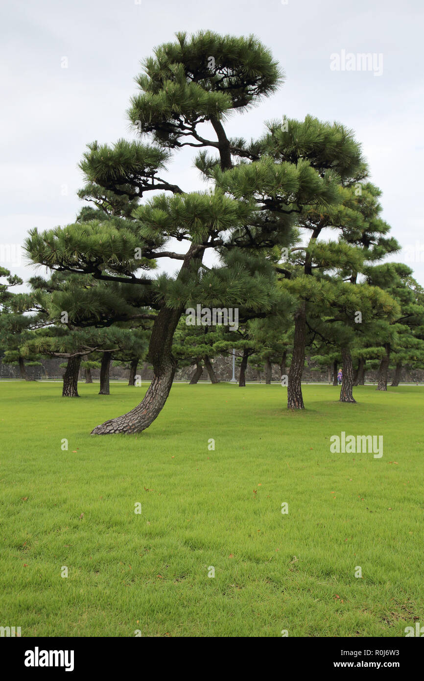 trees in the imperial palace plaza tokyo japan Stock Photo - Alamy