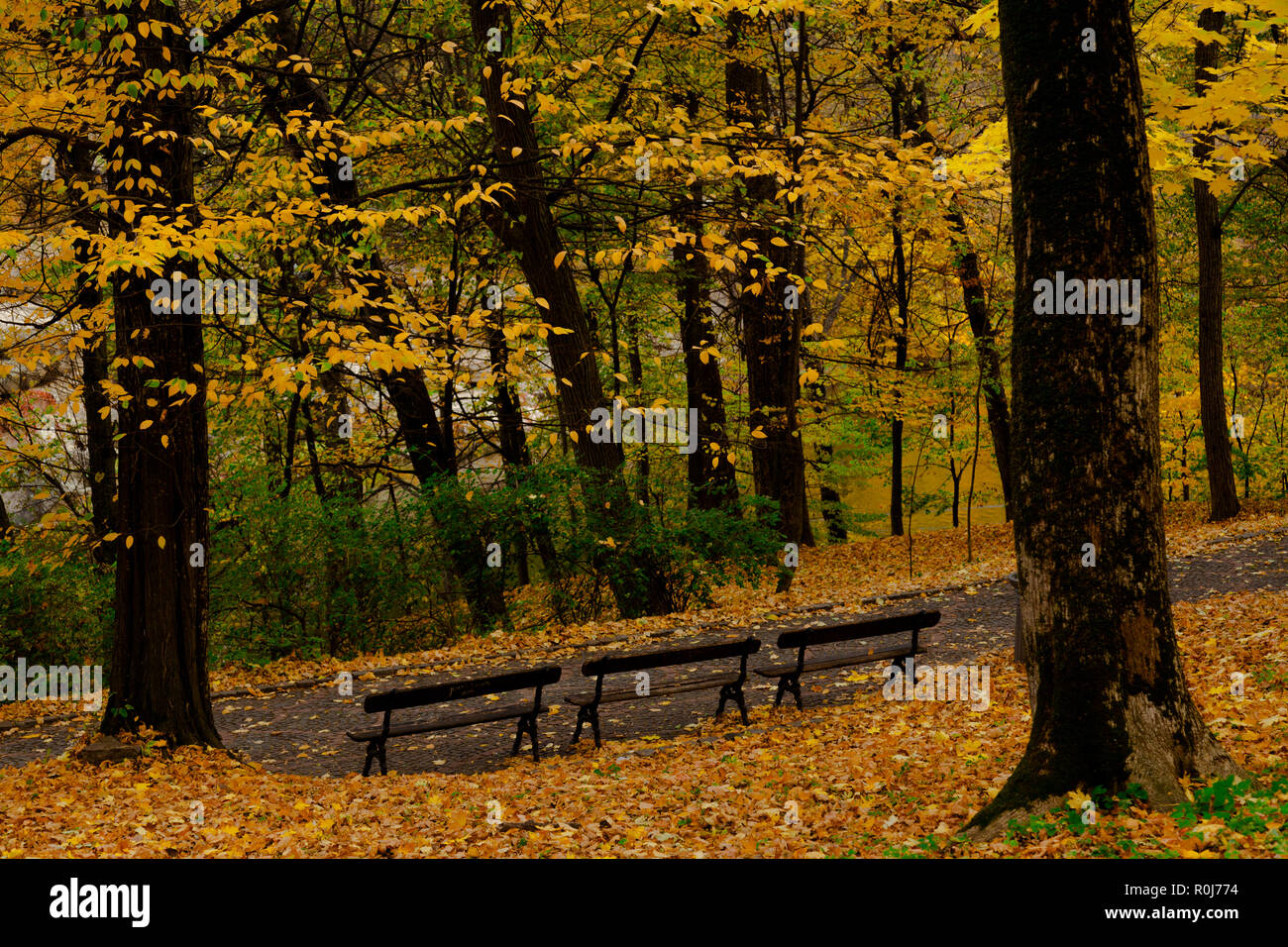 yellow leaves autumn Ukraine Uman Sophia Park Stock Photo - Alamy