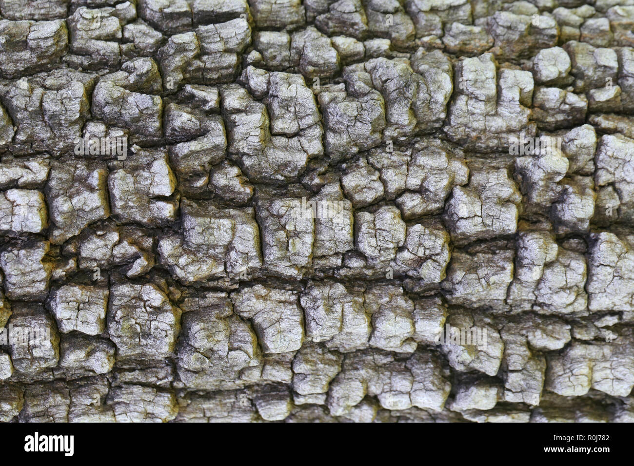 Brown surface shell of a tree for design in your work texture nature ...