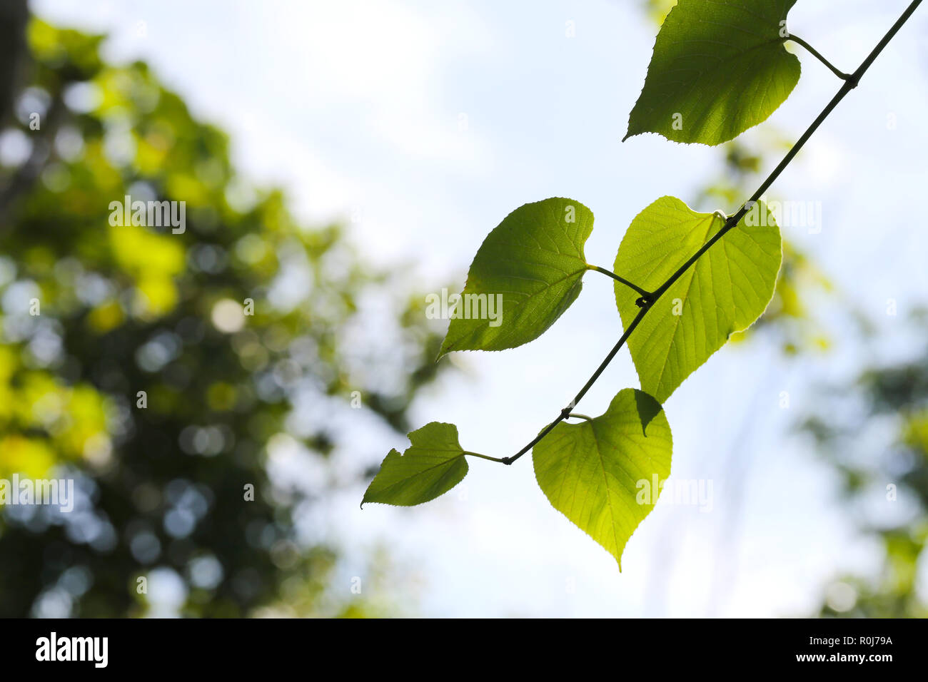 Green Leaf hanging down and light of the sun in the morning shines in ...