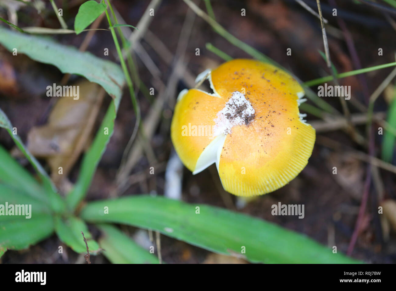 Fresh Yellow Amanita virosa of mushroom to can eat on ground in the ...