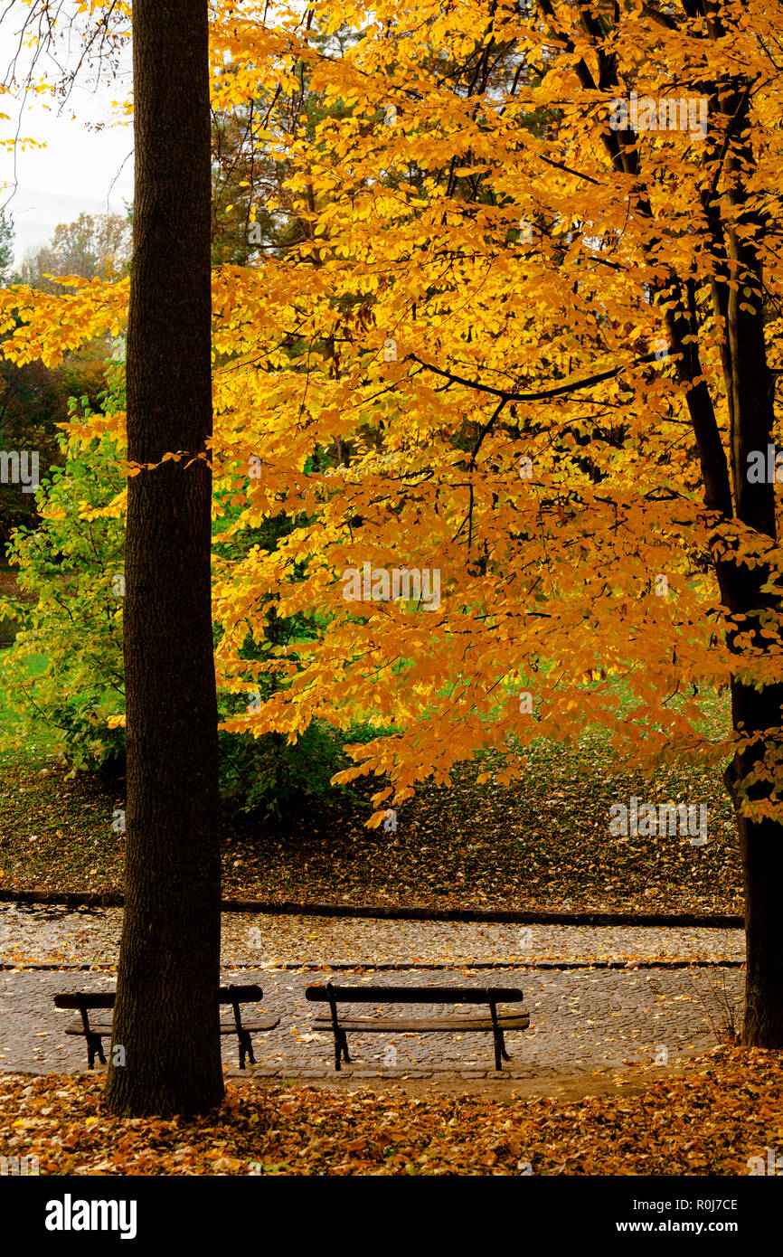 yellow leaves autumn Ukraine Uman Sophia Park Stock Photo - Alamy