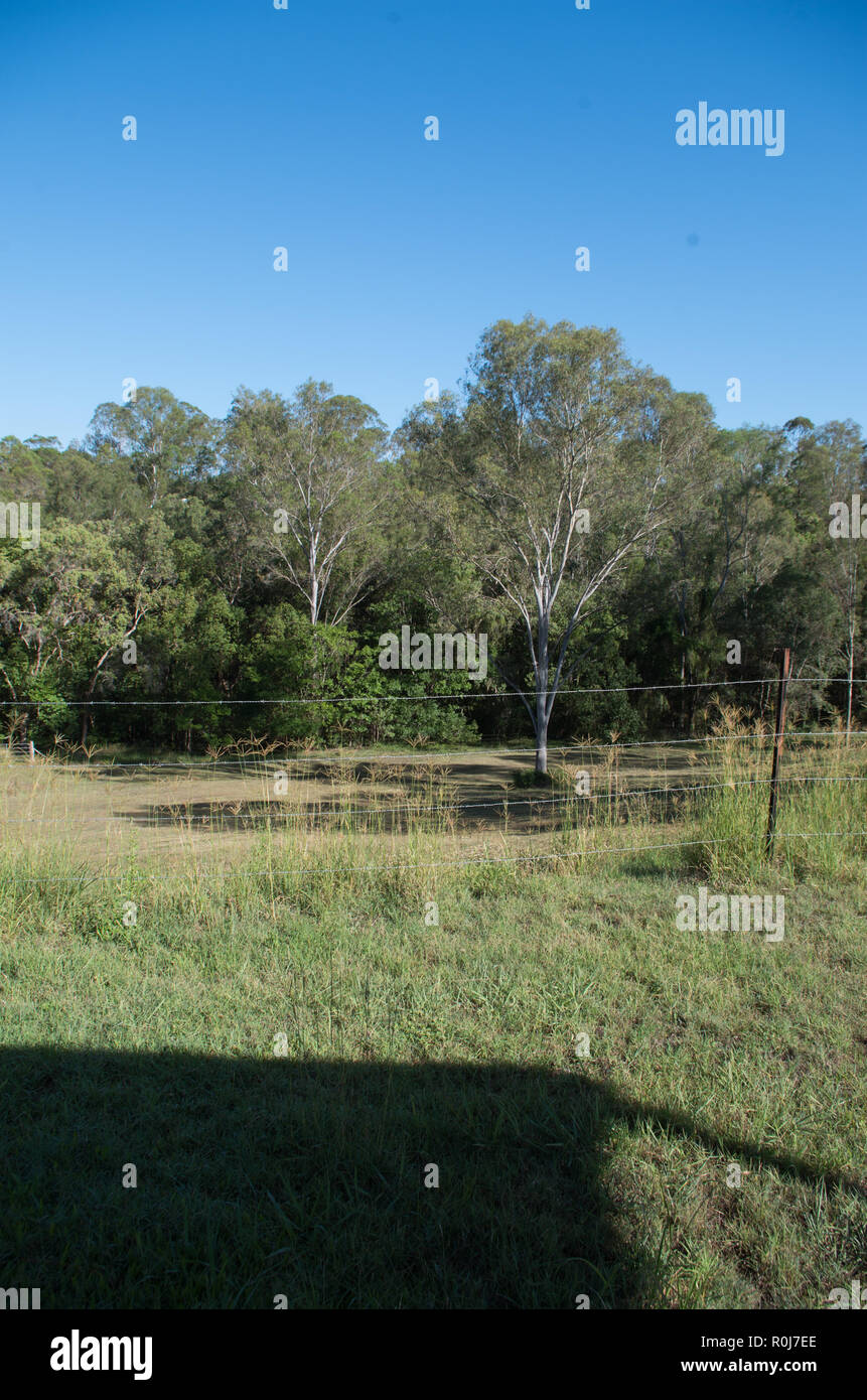 Australian bushland and rural backyard in south east queensland Stock ...