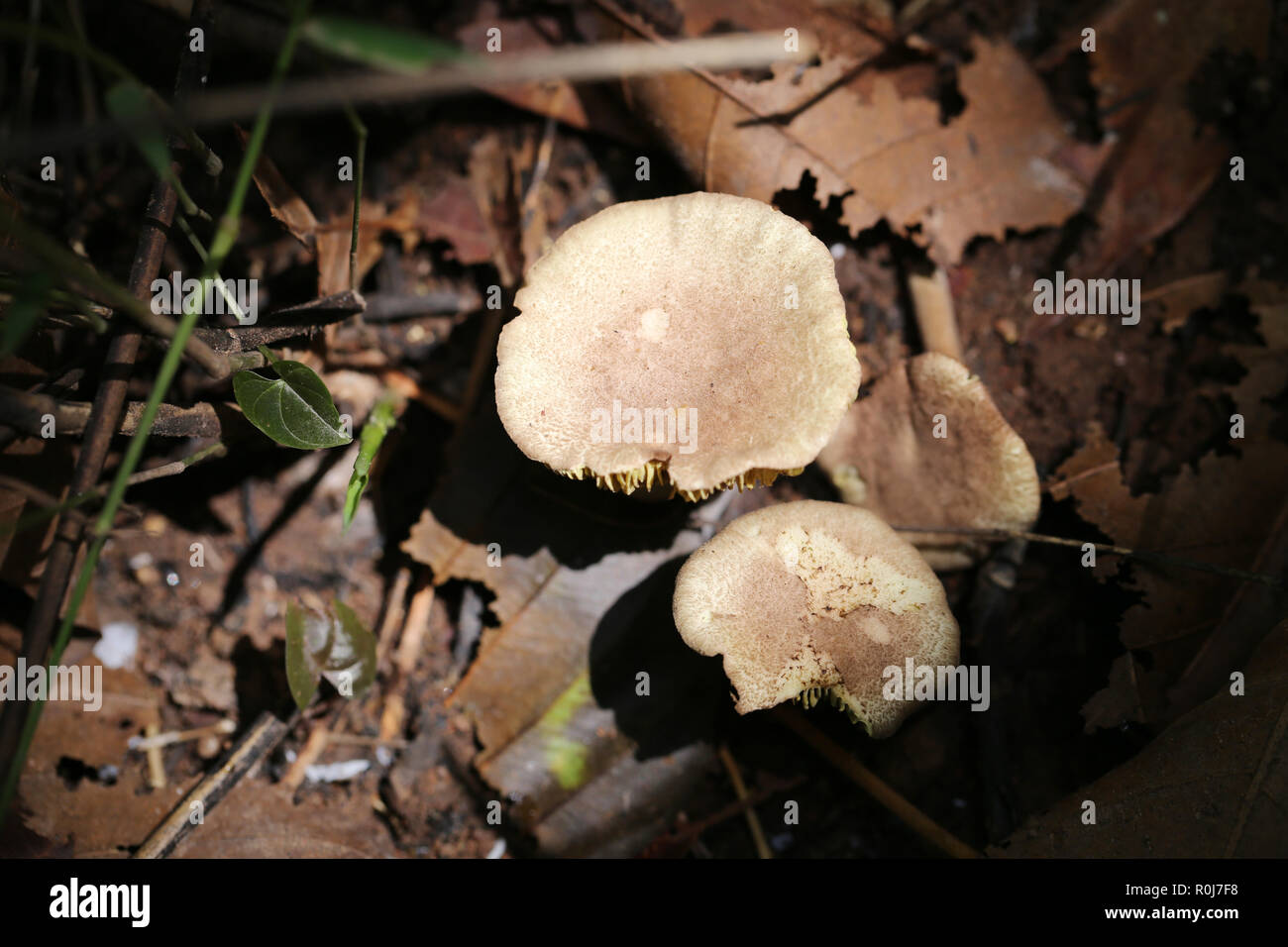 Fresh death cap of poisonous mushroom on ground in the rainforests of ...