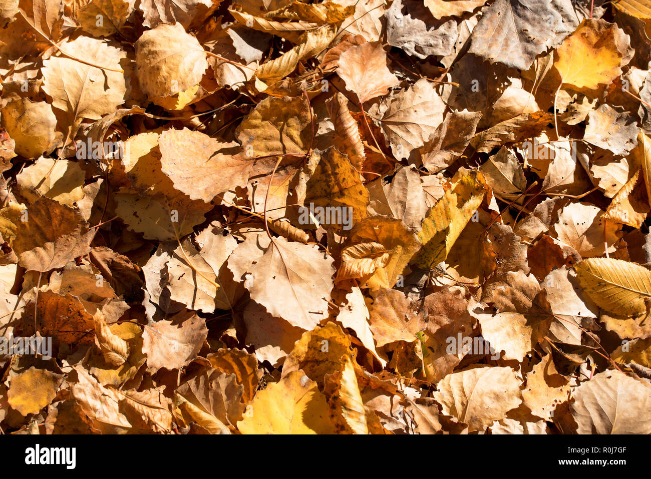 Fall background with yellow and red leaves Stock Photo - Alamy