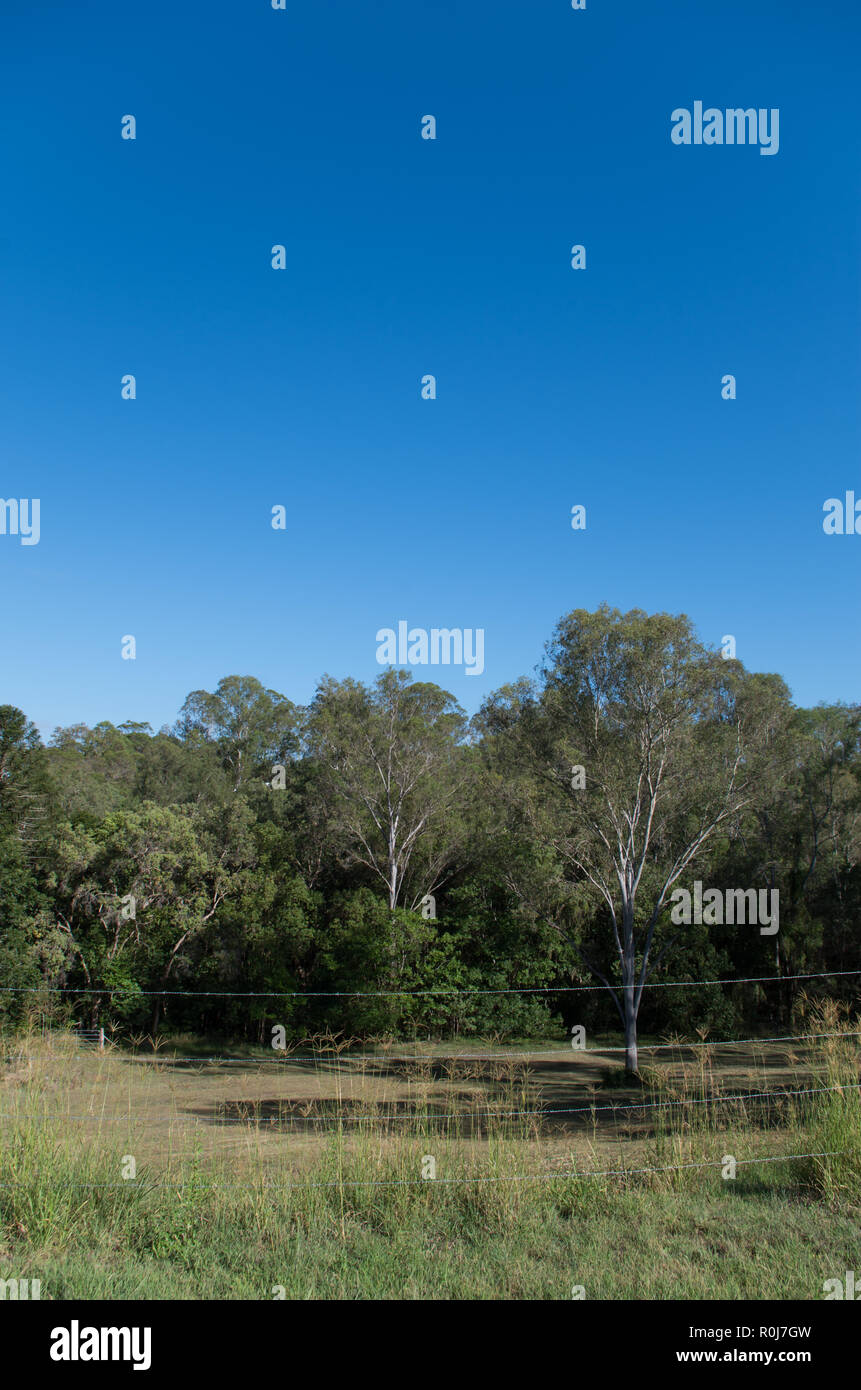 Australian bushland and rural backyard in south east queensland Stock ...