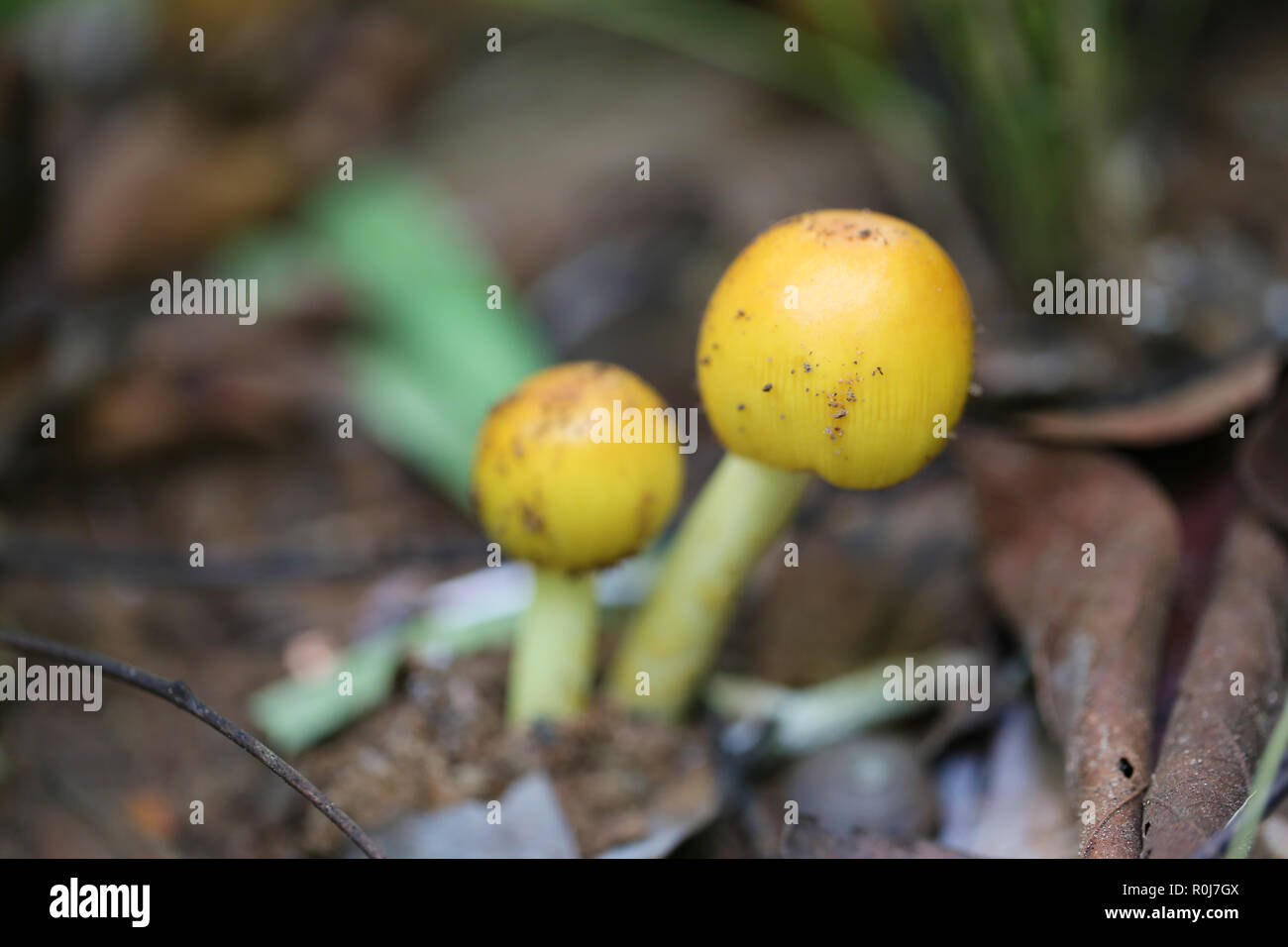 Fresh Yellow Amanita virosa of mushroom to can eat on ground in the ...