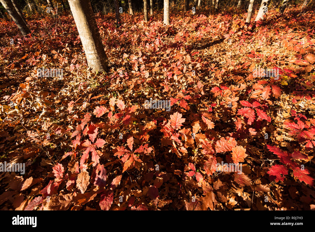 Fall background with yellow and red leaves Stock Photo - Alamy