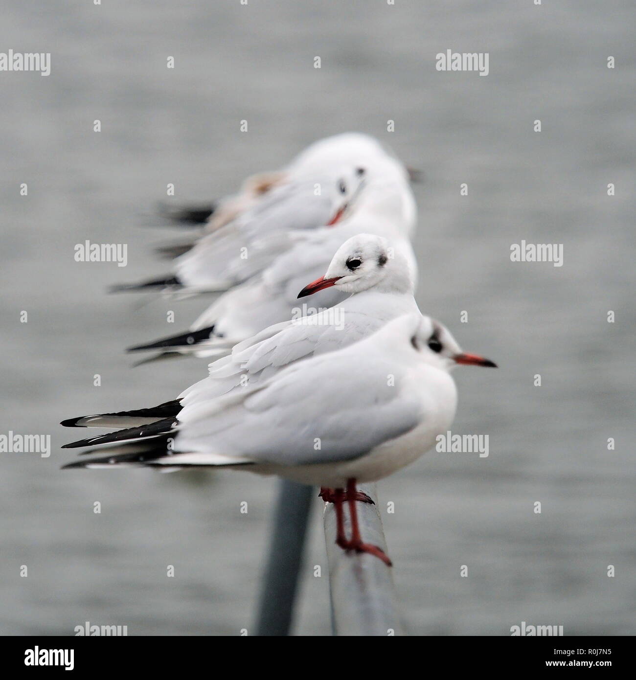 Row of birds hi-res stock photography and images - Alamy