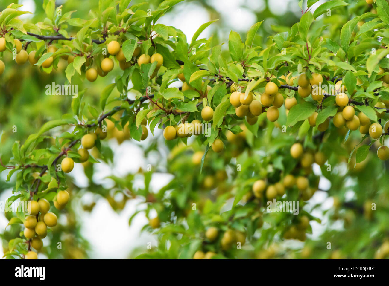 Wild cherry plum or Prunus cerasifera tree Stock Photo - Alamy