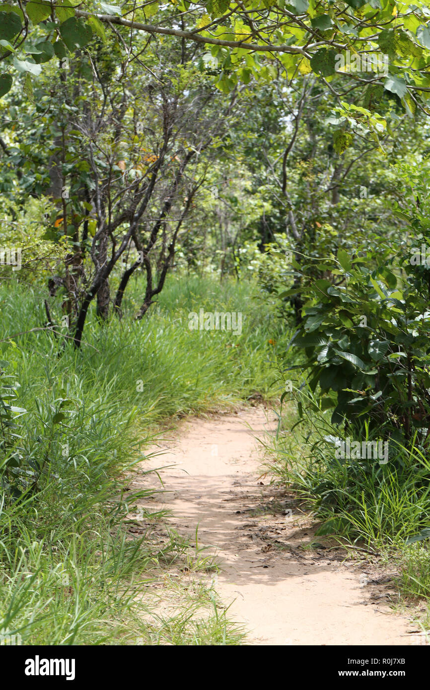 Rural Road to the forest with trees on both sides during the daytime ...