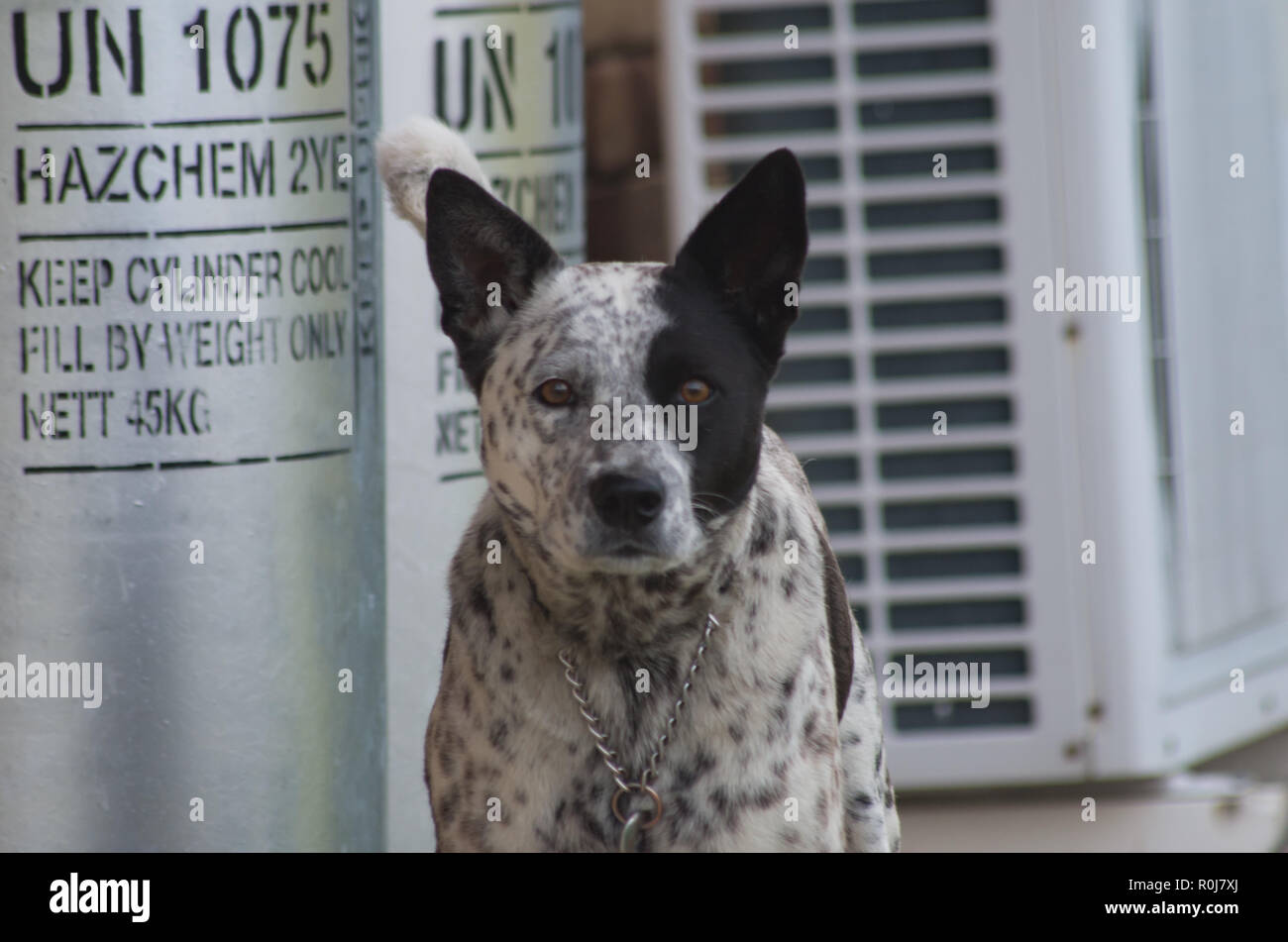 Australian Cattle Dog Cross looking at the camera in a backyard Stock ...
