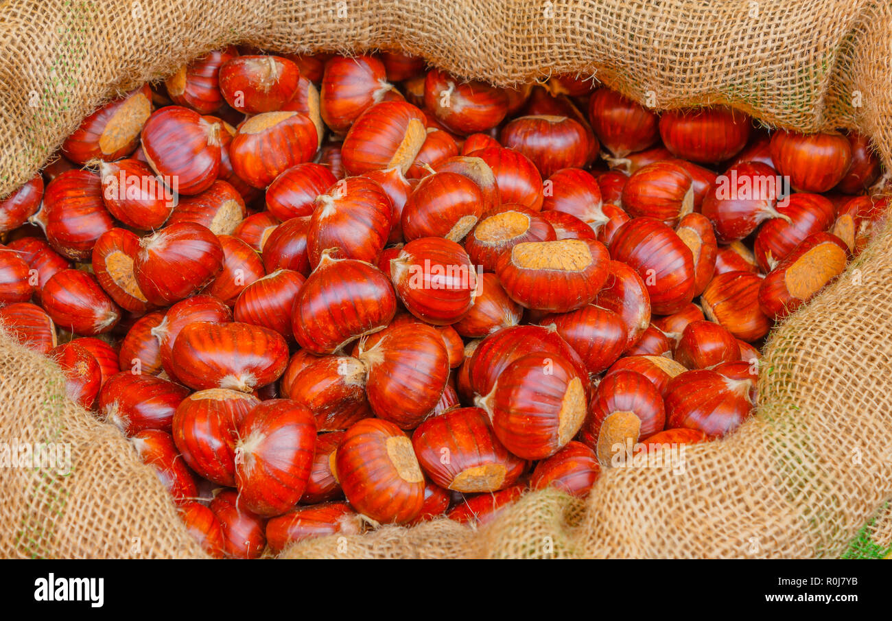 the famous chestnuts of the valley of Susa ,in Piedmont,Italy, in a ...