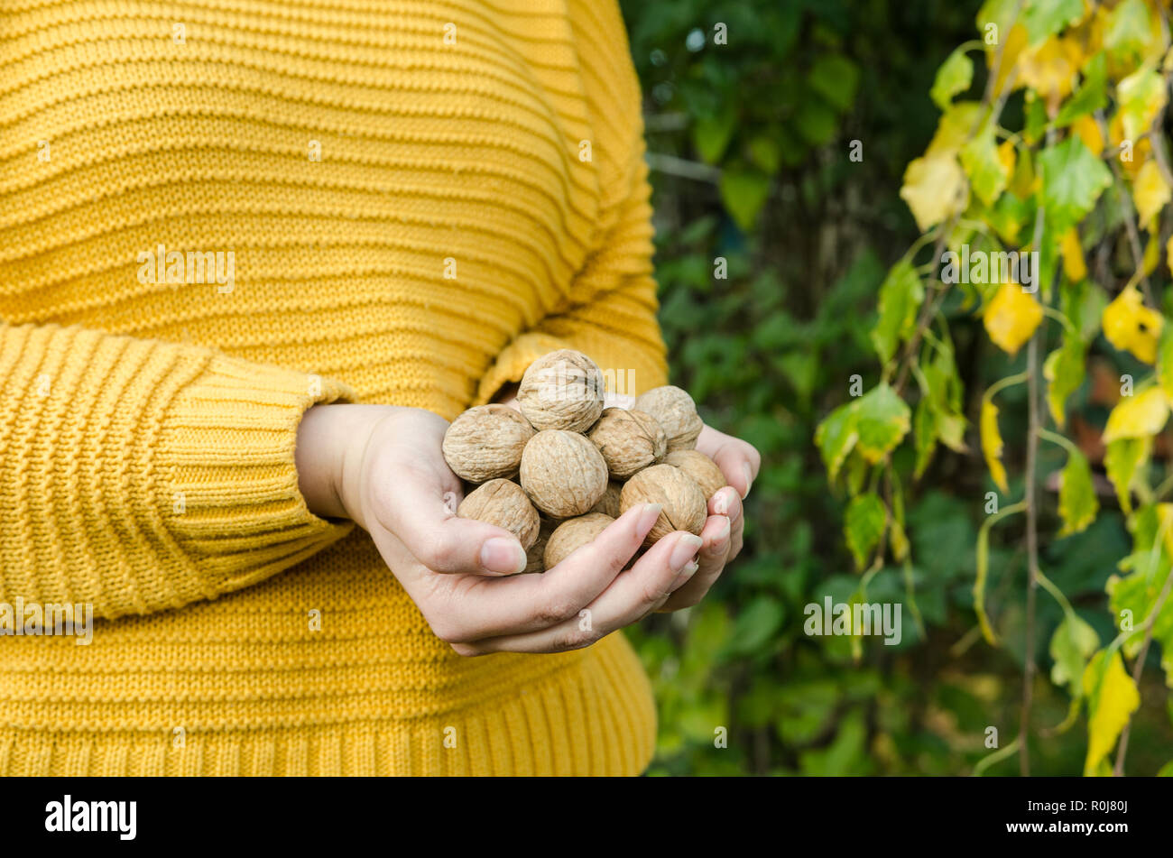 Handful of yellow leaves hi-res stock photography and images - Alamy